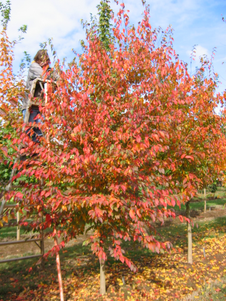 American Hornbeam Cultivars - Urban Forest Nursery, Inc.