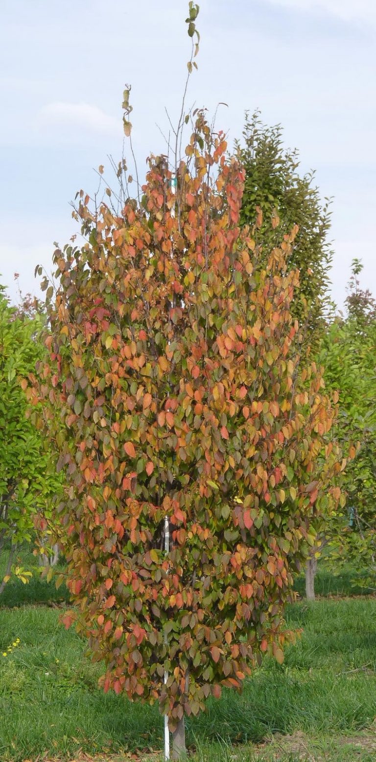 American Hornbeam Cultivars - Urban Forest Nursery, Inc.