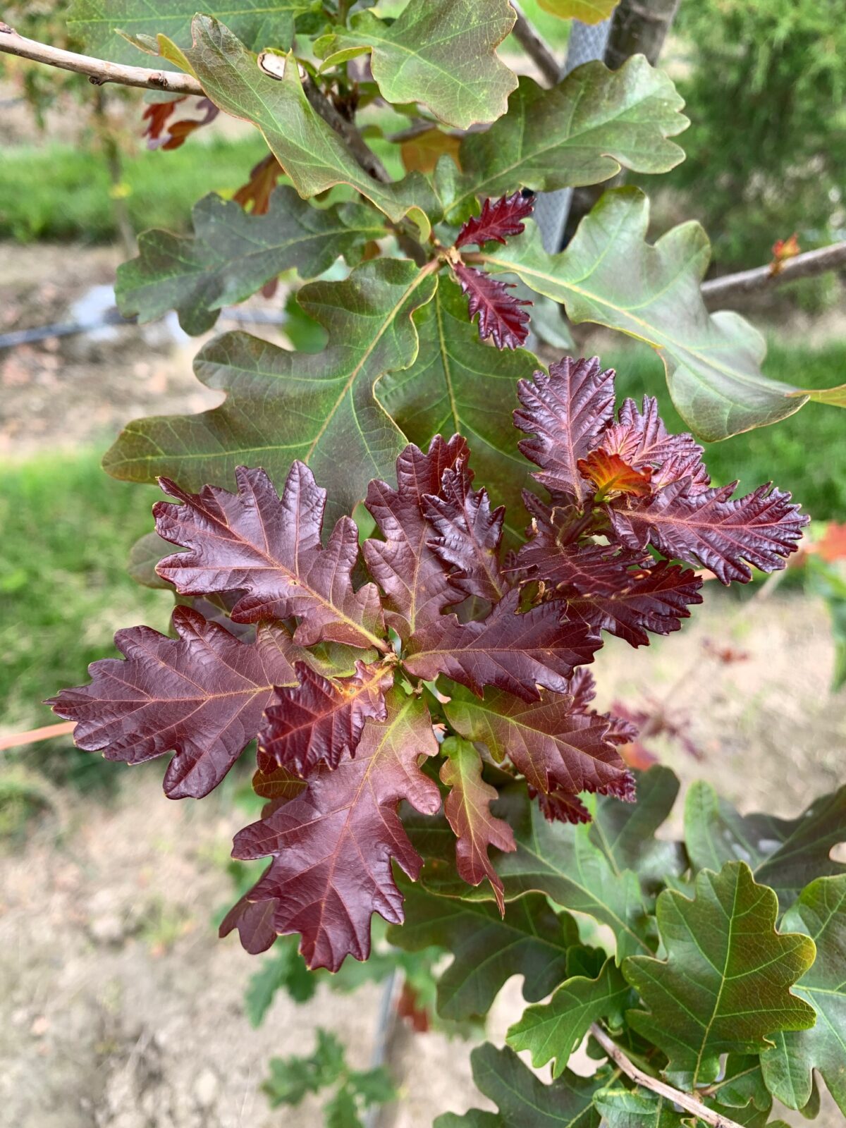 Pacific Heritage™ Garry Oak - Urban Forest Nursery, Inc.
