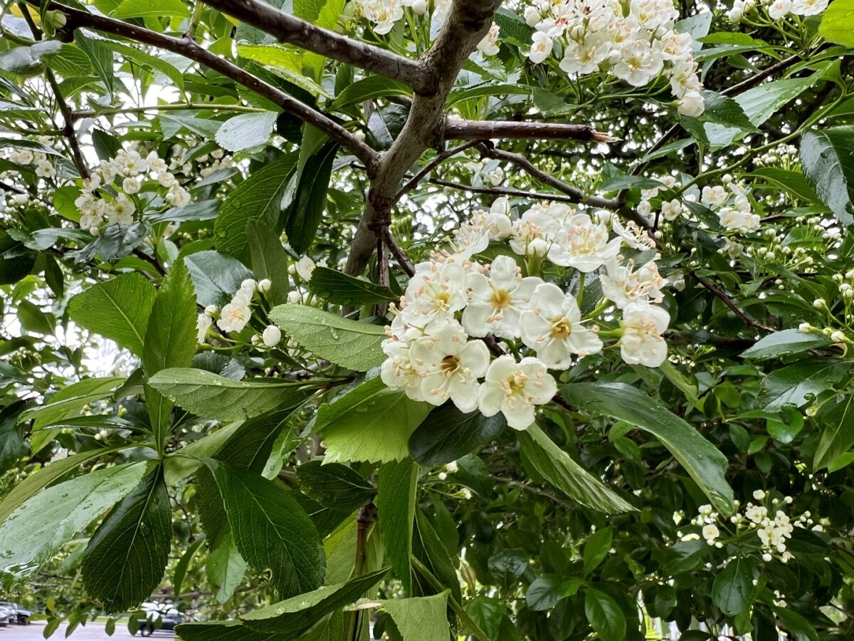 Crusader® Thornless Hawthorn - Urban Forest Nursery, Inc.